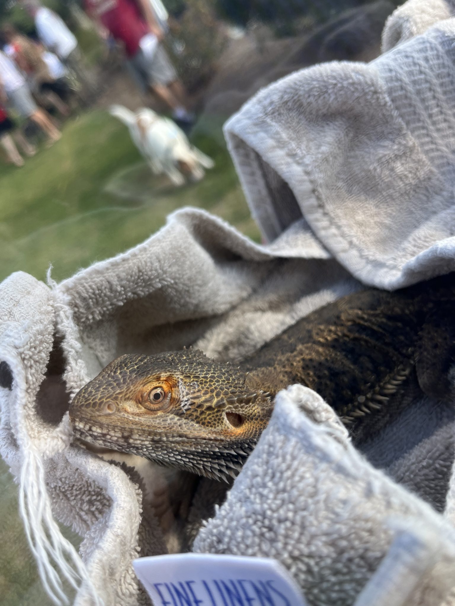 A Day of Divine Blessings, and a Cast of Furry (and Not-So-Furry ...